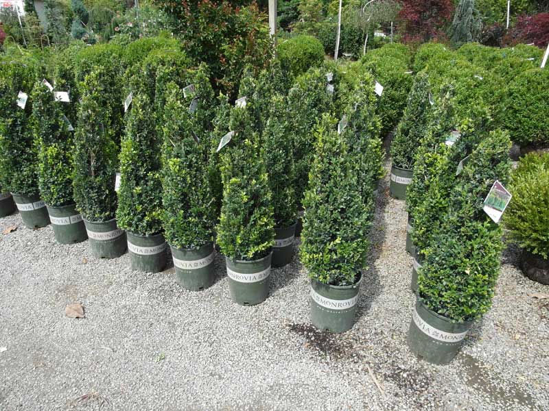 Shrubs - Fresh Stock Weekly | Country Mile Gardens