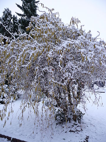 Harry Lauder's Walking Stick/Contorted Filbert Corylus avellana ...