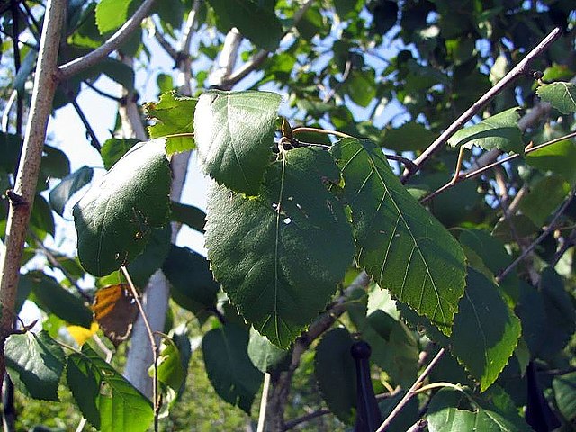 Whitebarked Himalayan Birch Betula utilis var. jacquemontii | Country ...