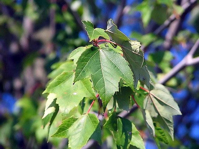 Red Sunset Red Maple Acer rubrum 'Red Sunset' | Country Mile Gardens