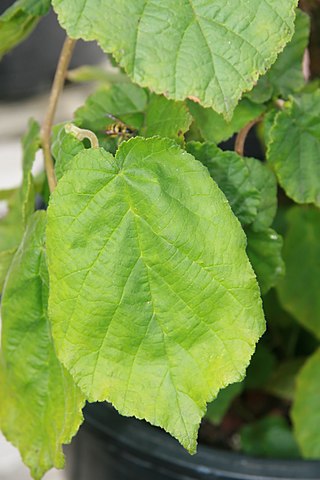 Harry Lauder's Walking Stick/Contorted Filbert Corylus avellana ...