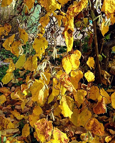 Harry Lauder's Walking Stick/Contorted Filbert Corylus avellana ...