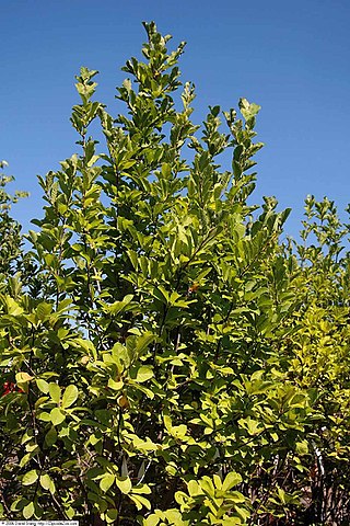 Butterflies Magnolia Magnolia acuminata 'Butterflies' | Country Mile ...