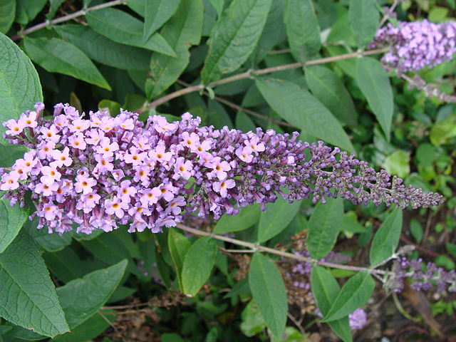 Butterfly Bush (classic varieties) Buddleia davidii | Country Mile Gardens