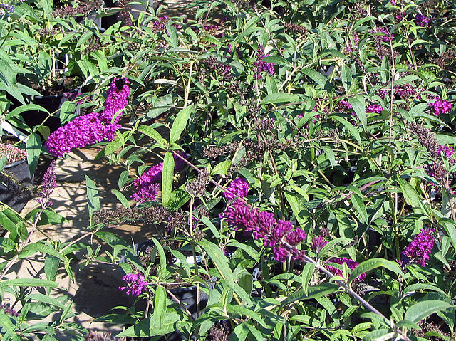 Butterfly Bush (classic varieties) Buddleia davidii | Country Mile Gardens