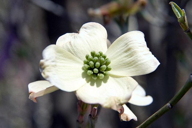 Cherokee Princess Flowering Dogwood Cornus florida 'Cherokee Princess ...