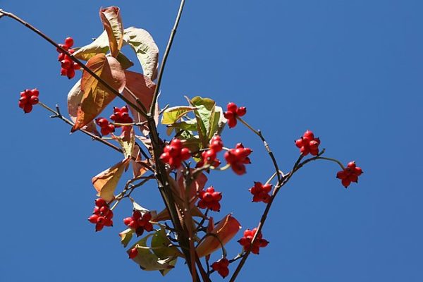 Cherokee Princess Flowering Dogwood Cornus florida 'Cherokee Princess ...