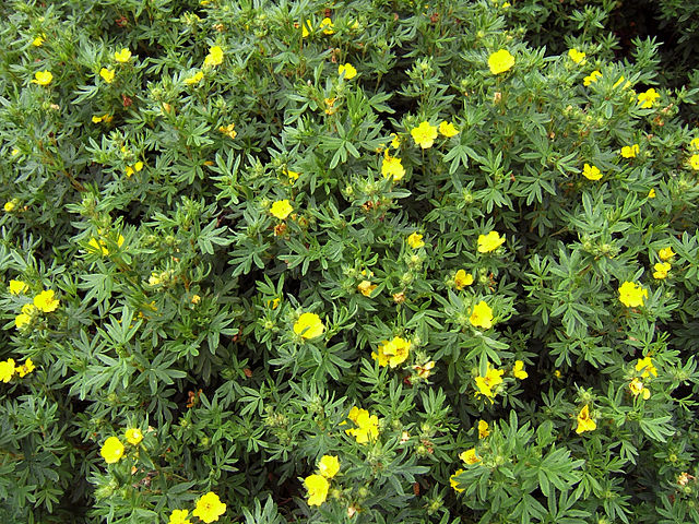 Potentilla (varieties) Potentilla fruticosa | Country Mile Gardens