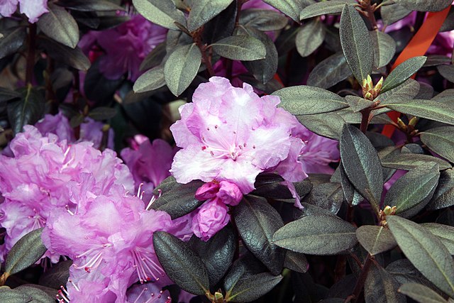 P.J.M. Rhododendron Rhododendron x 'P.J.M.' | Country Mile Gardens