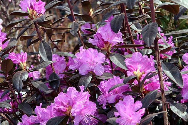 P.J.M. Rhododendron Rhododendron x 'P.J.M.' | Country Mile Gardens