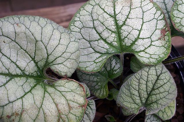 Jack Frost Siberian Bugloss Brunnera macrophylla 'Jack Frost' | Country ...