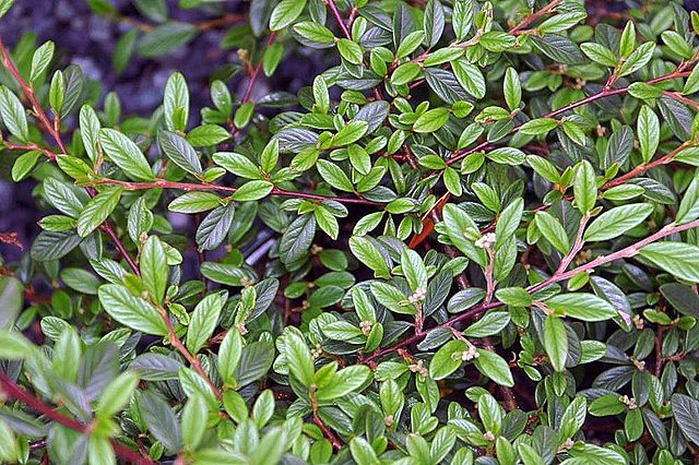 Willowleaf Cotoneaster Cotoneaster salicifolius ‘Repens | Country Mile ...