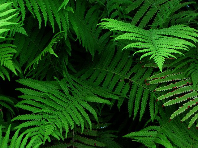 Ostrich Fern Matteuccia struthiopteris | Country Mile Gardens