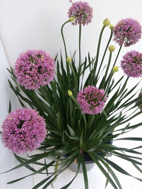 Allium nutans Allium 'Millenium' | Country Mile Gardens