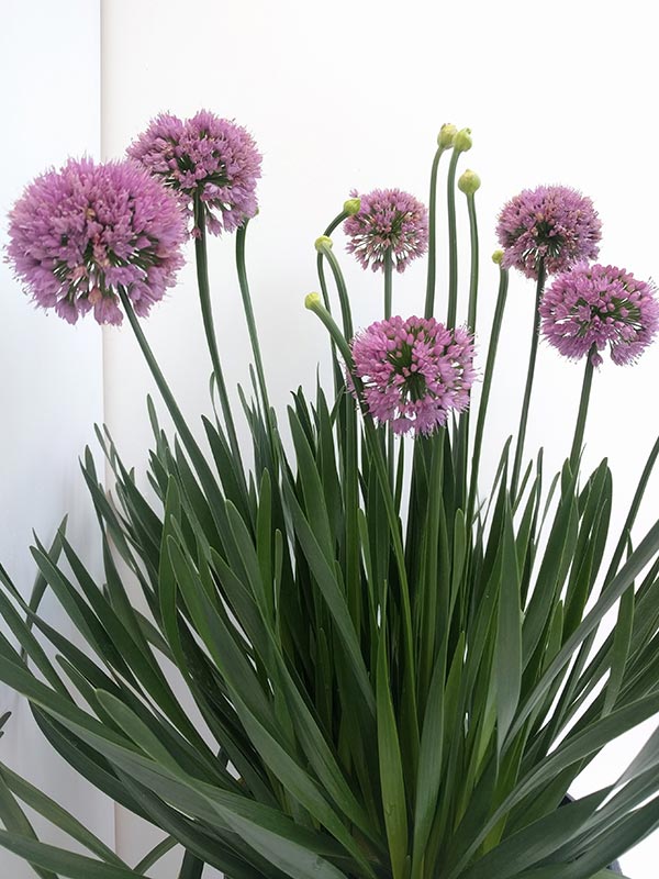 Allium nutans Allium 'Millenium' | Country Mile Gardens