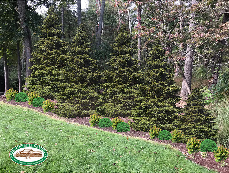 Deer Resistant Evergreens for Privacy Screen | Country Mile Gardens